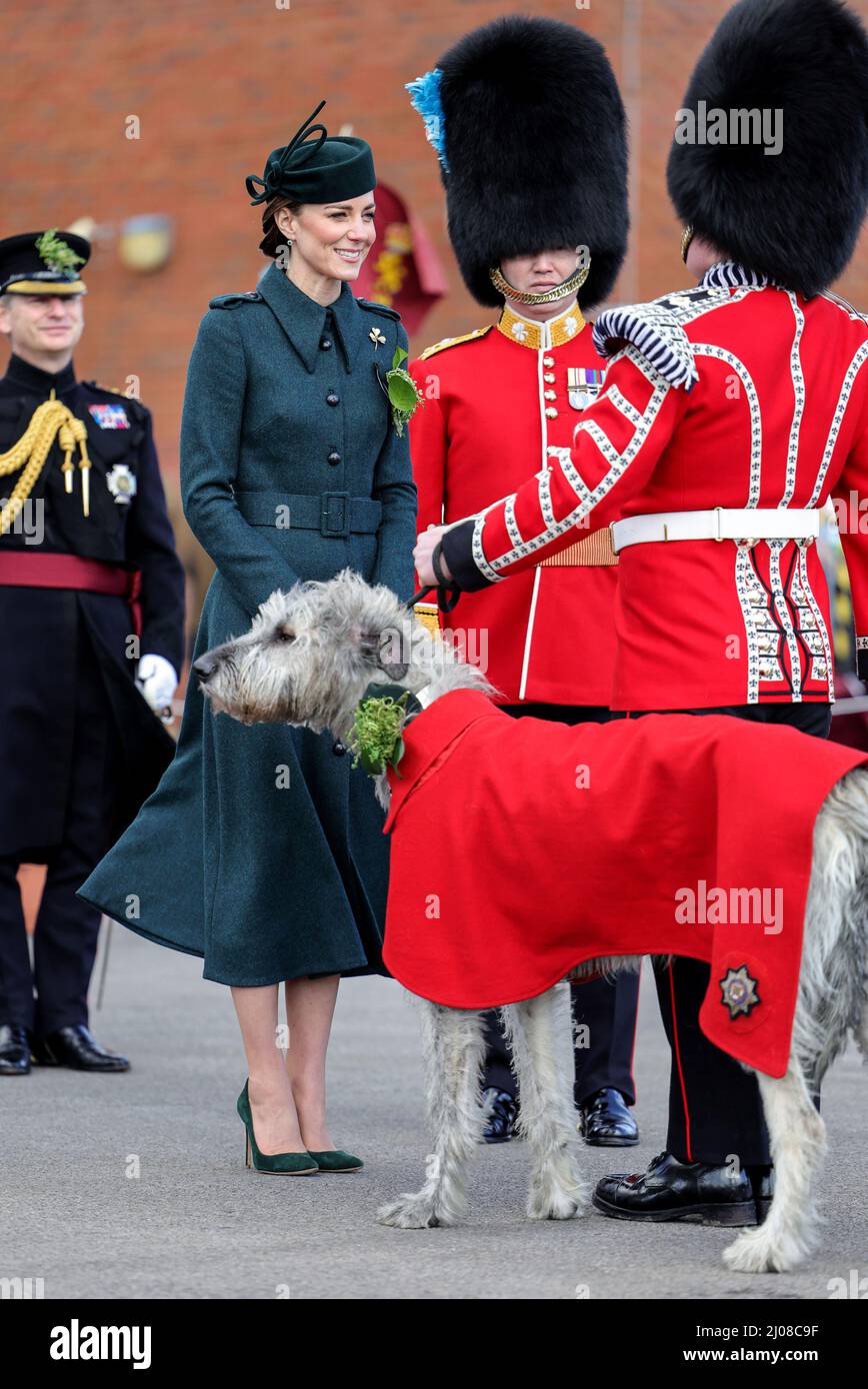 Turlough Mor, the Irish wolf hound regimental mascot, also known as ...