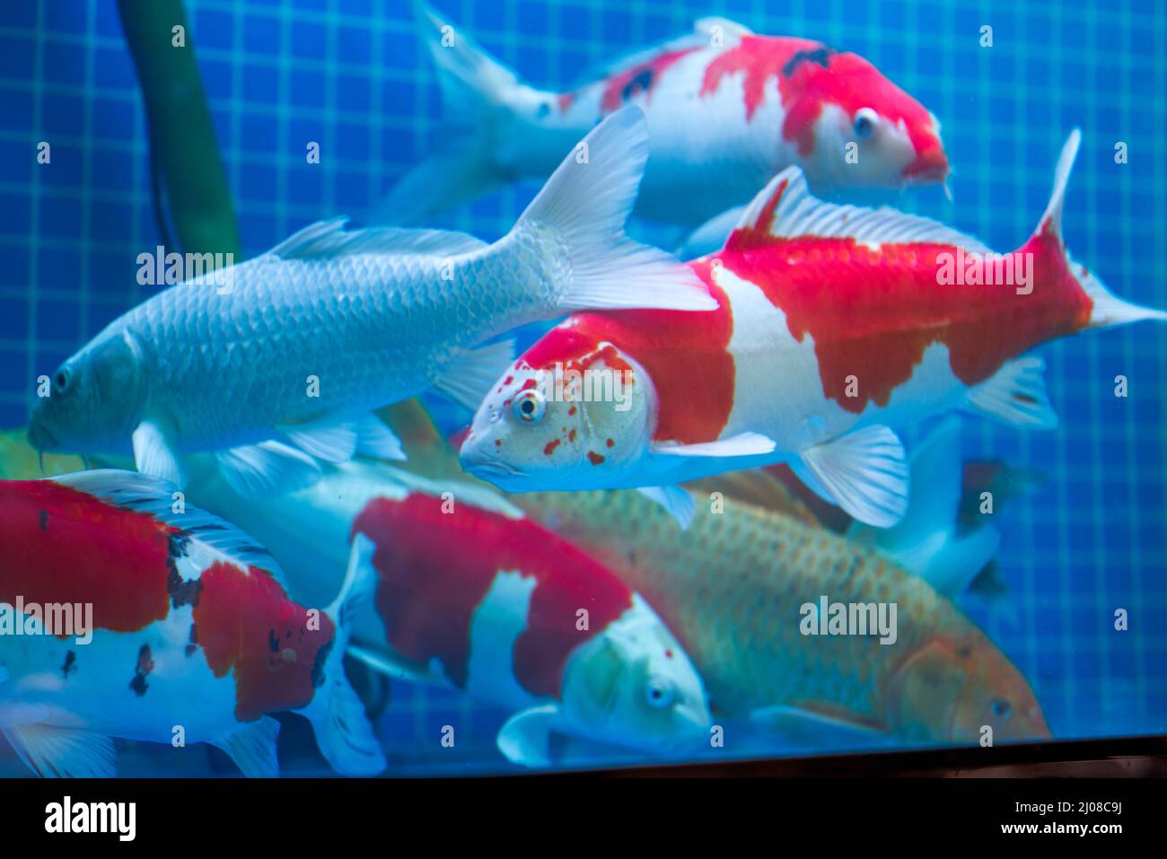 Tank raised fish hi-res stock photography and images - Alamy
