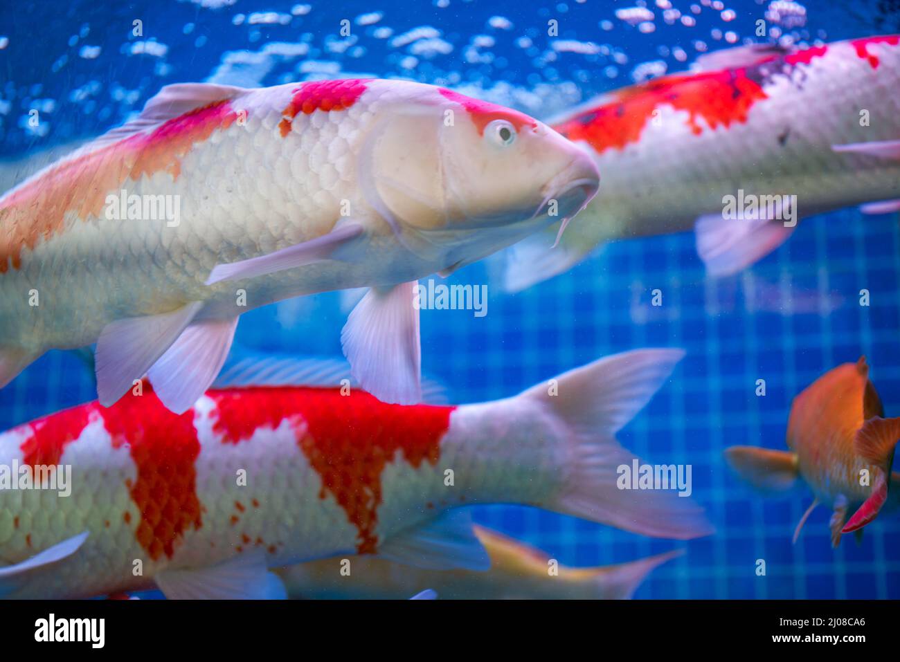Tank raised fish hi-res stock photography and images - Alamy