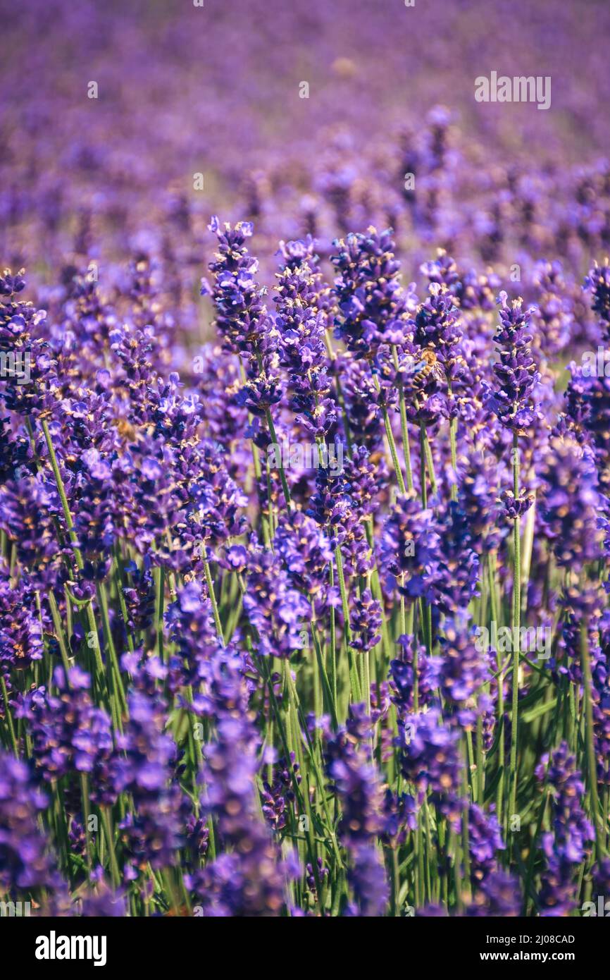 Beautiful floral summer hi-res stock photography and images - Alamy