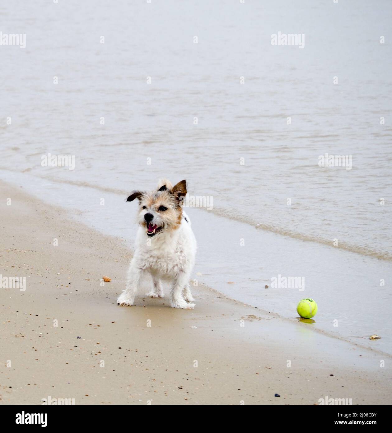A small cute happy looking dog with tennis ball on the beach Stock ...