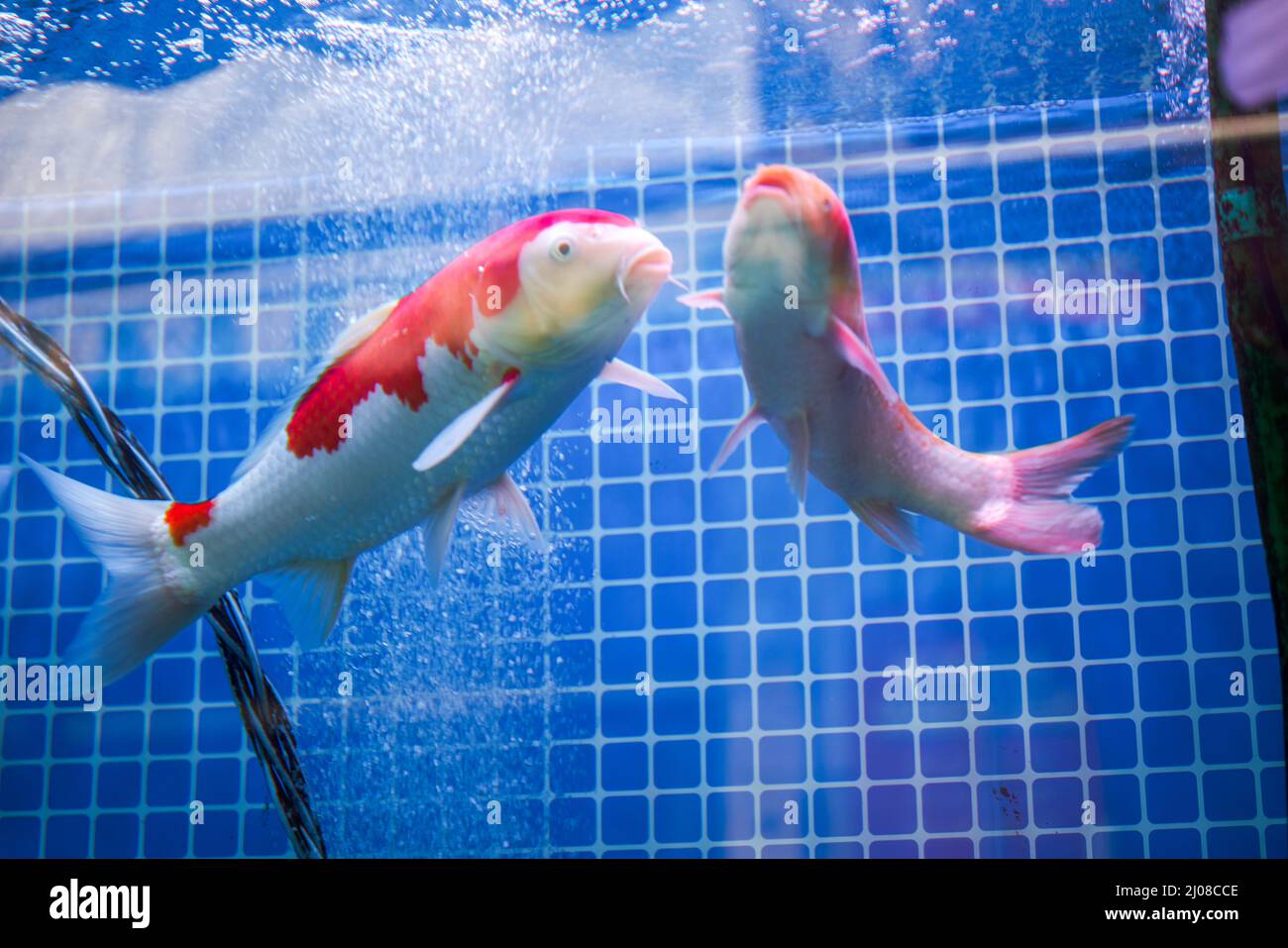 Tank raised fish hi-res stock photography and images - Alamy