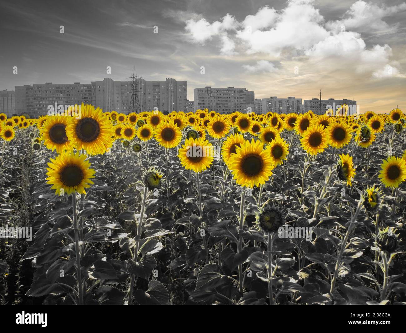 Sunflower map hi-res stock photography and images - Alamy