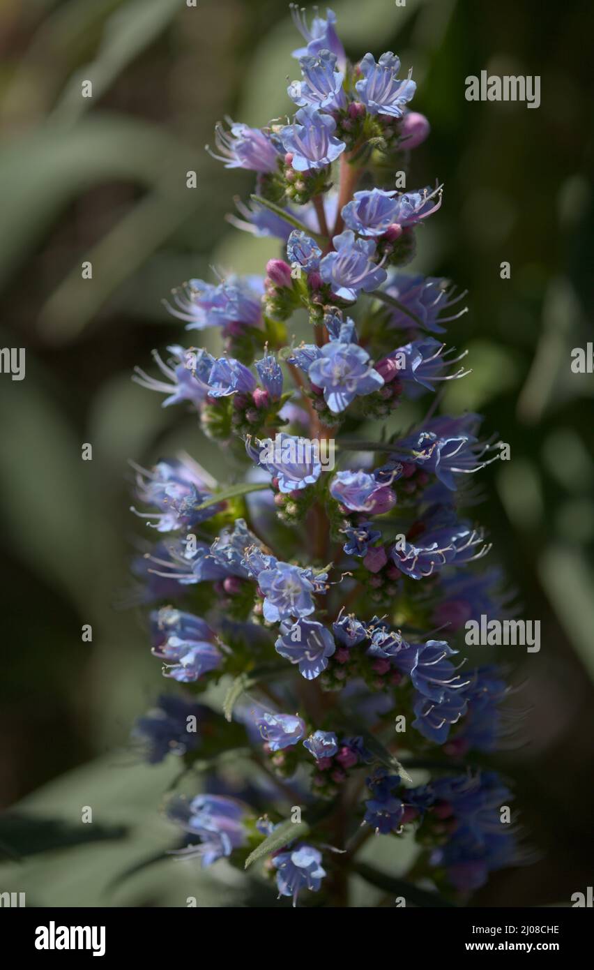 Flora of Gran Canaria - Echium callithyrsum, blue bugloss of ...
