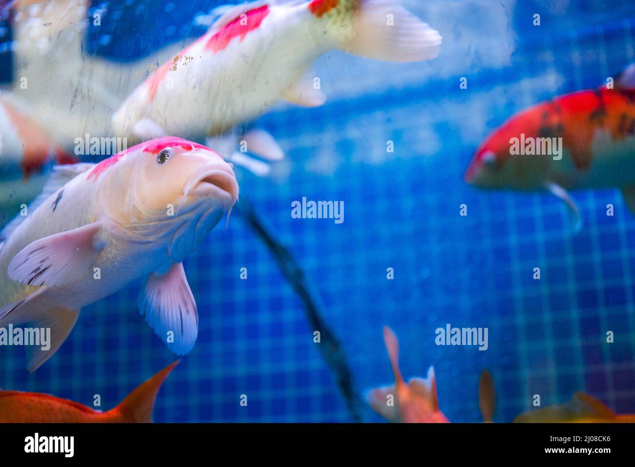 Tank raised fish hi-res stock photography and images - Alamy
