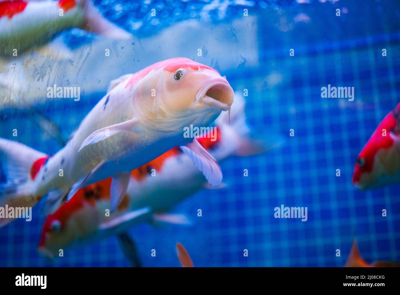 Tank raised fish hi-res stock photography and images - Alamy