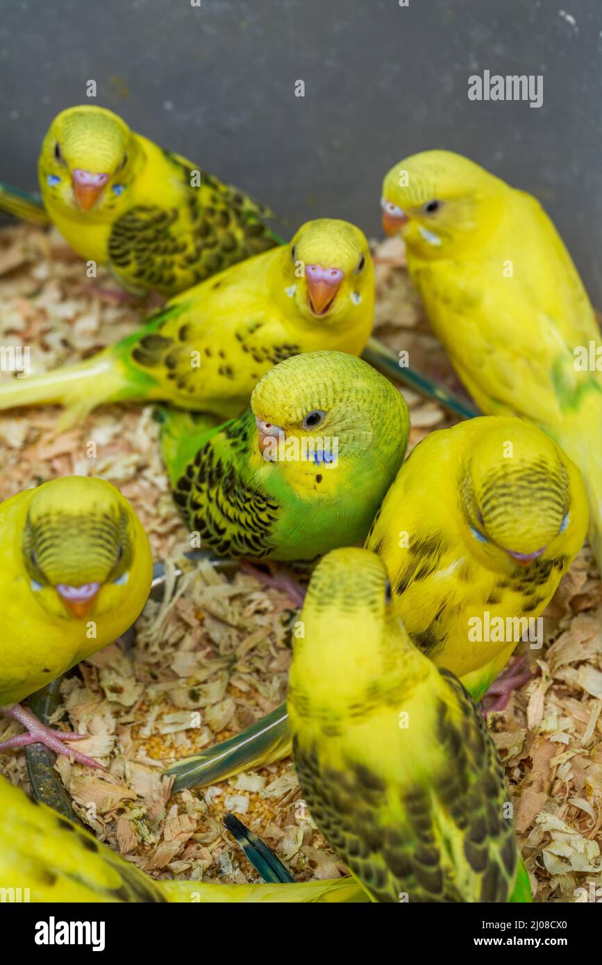 A cage of cute parrots for sale in the flower and bird market Stock ...