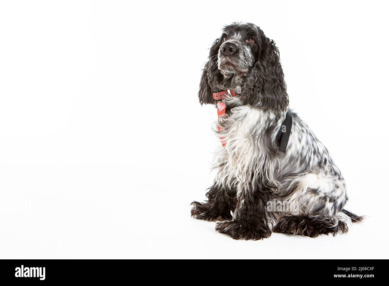 English Springer Spaniel. Full body studio image of a pedigree English ...