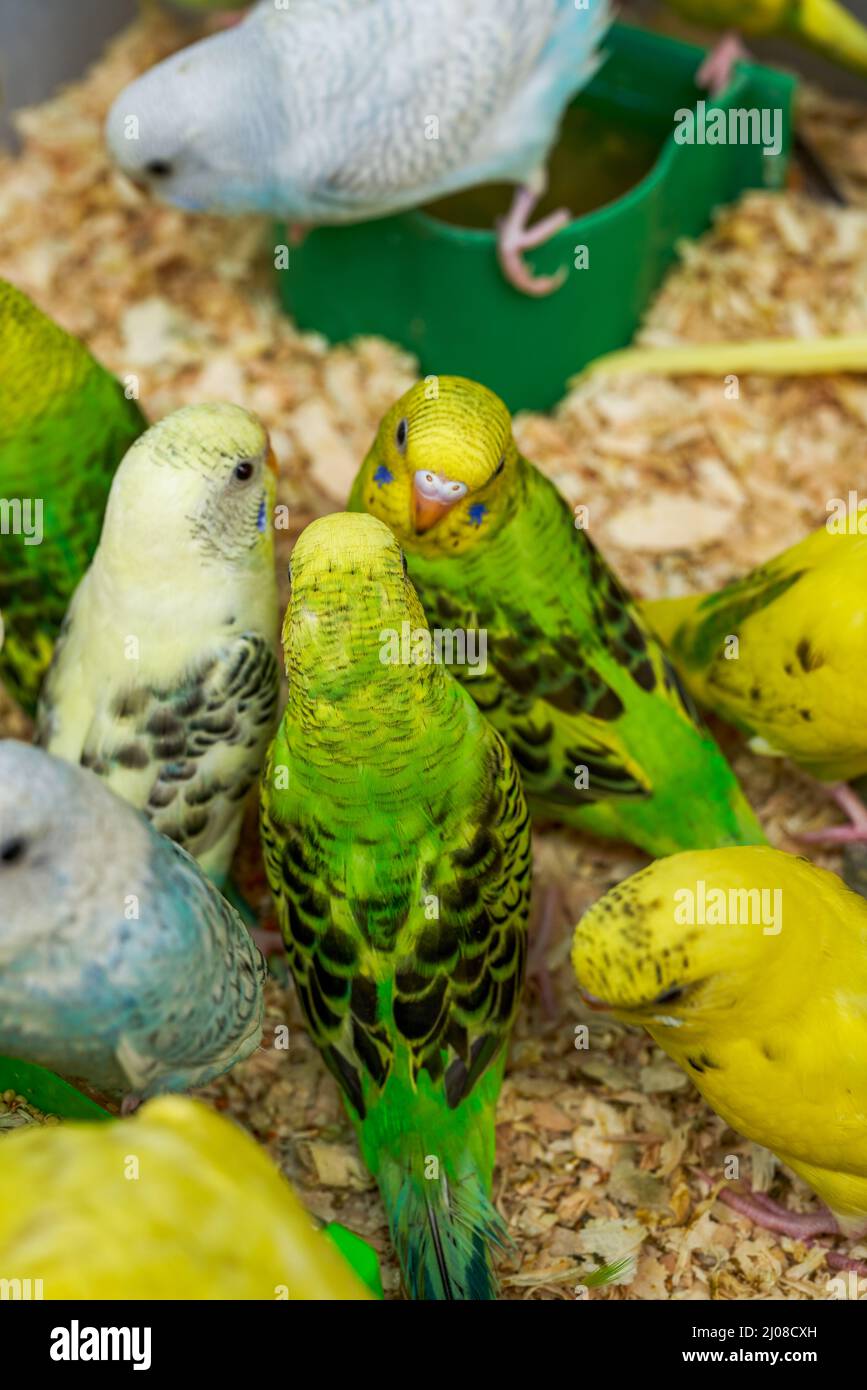 A cage of cute parrots for sale in the flower and bird market Stock ...