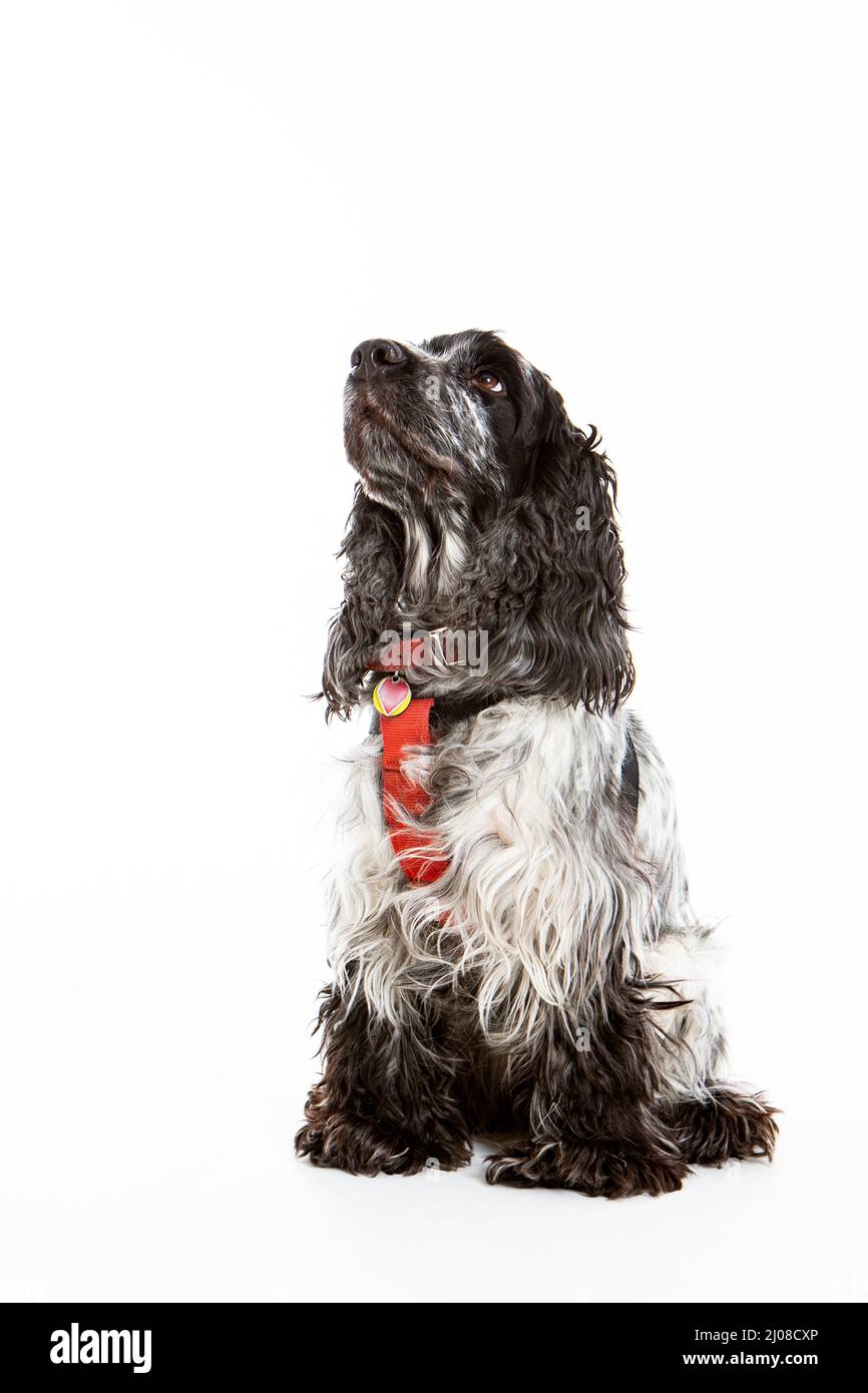 Welsh cocker spaniel Cut Out Stock Images & Pictures - Alamy