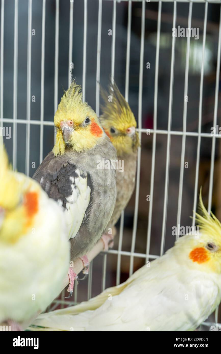 A cage of cute parrots for sale in the flower and bird market Stock ...