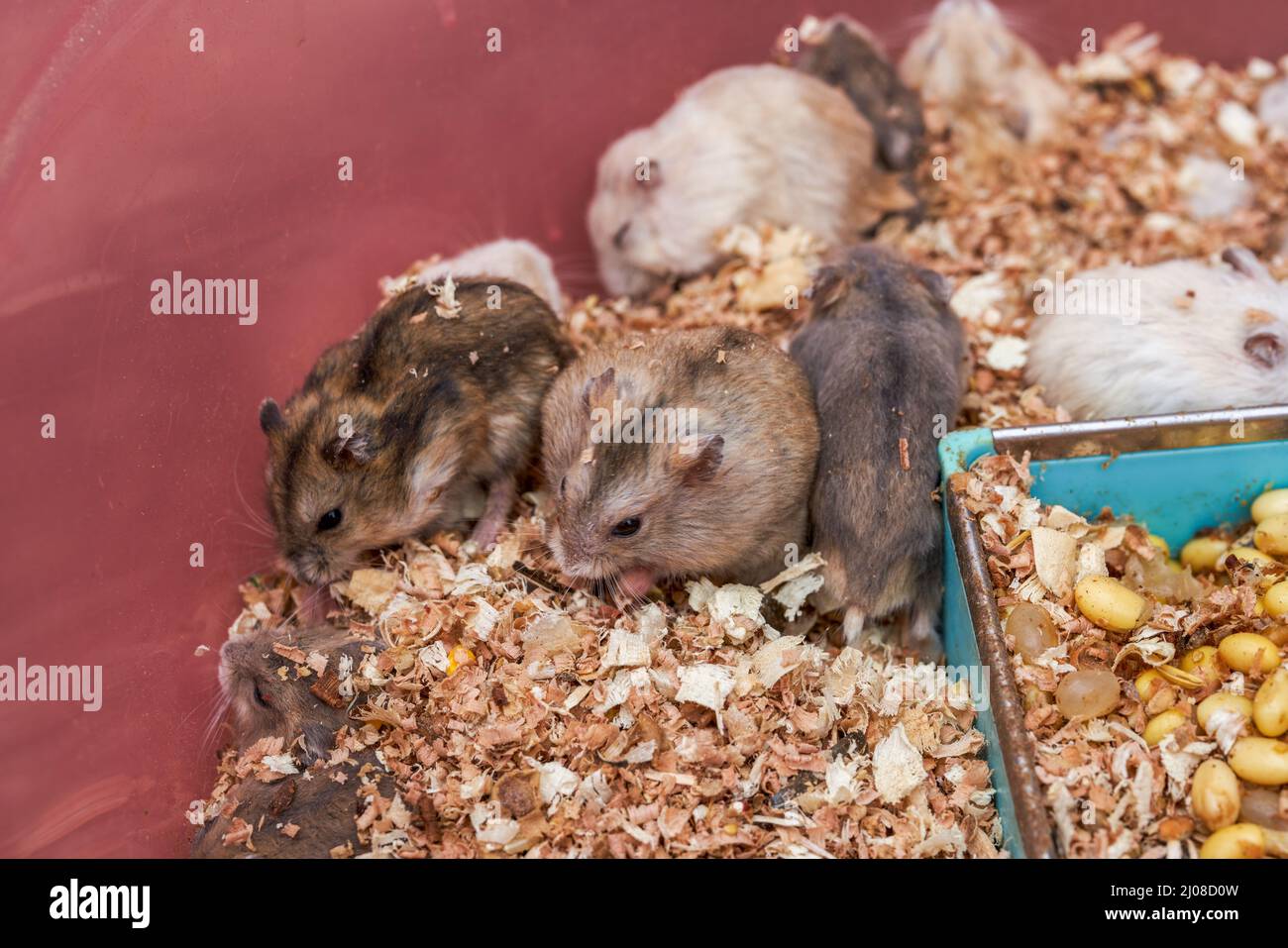Cute little hamsters for sale at the flower and bird market Stock Photo ...