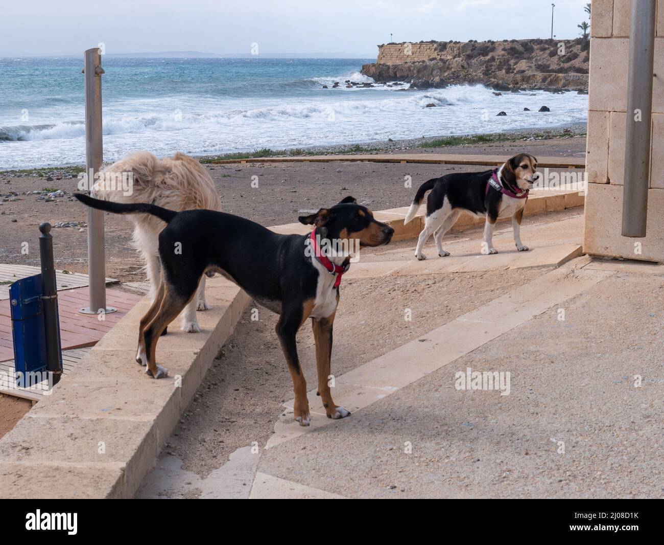 Group of three dogs playing around on a seashore Stock Photo - Alamy
