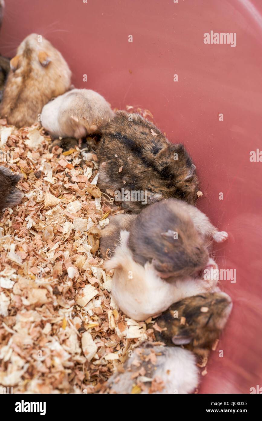 Do Hamsters Lay Eggs