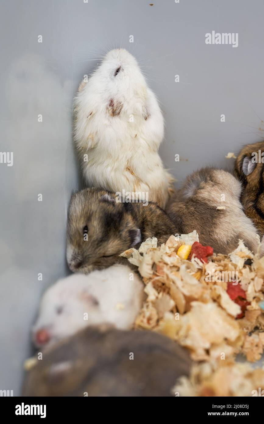 Cute little hamsters for sale at the flower and bird market Stock Photo ...