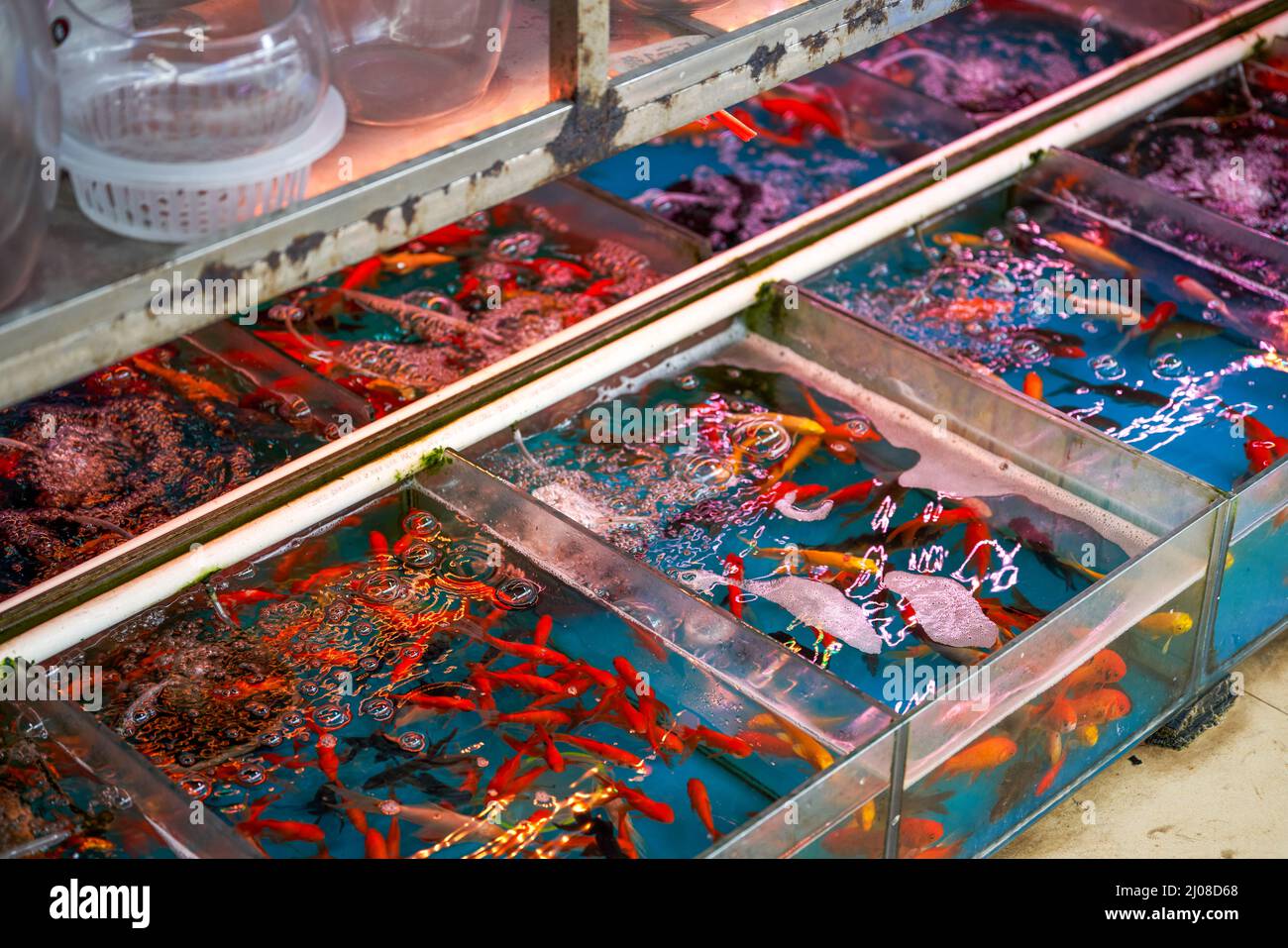 Aquarium shop buying goldfish and koi in the flower and bird market ...