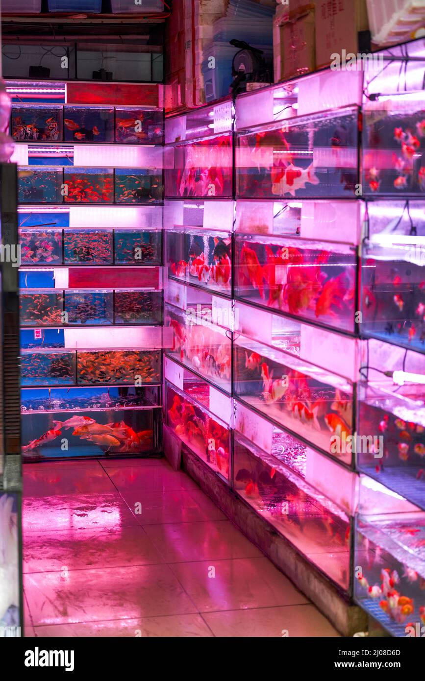 Aquarium shop buying goldfish and koi in the flower and bird market ...