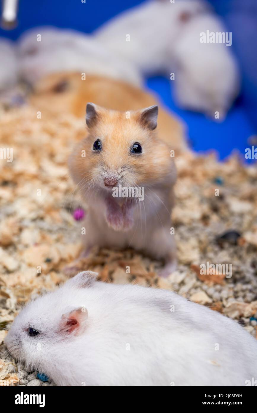Cute little hamsters for sale at the flower and bird market Stock Photo ...