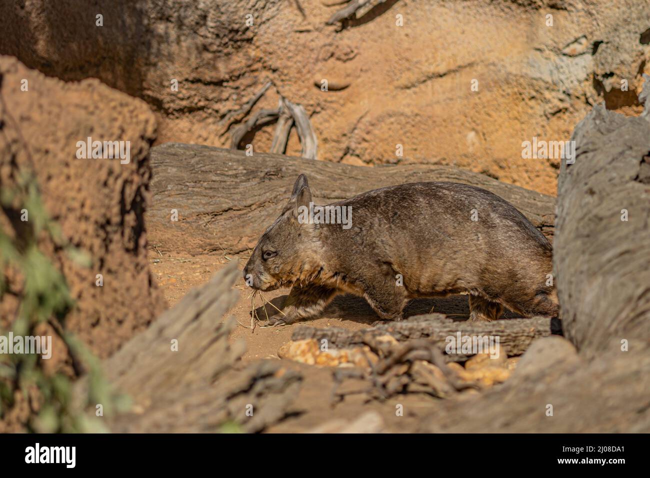 Wombat walking behind some logs Stock Photo - Alamy