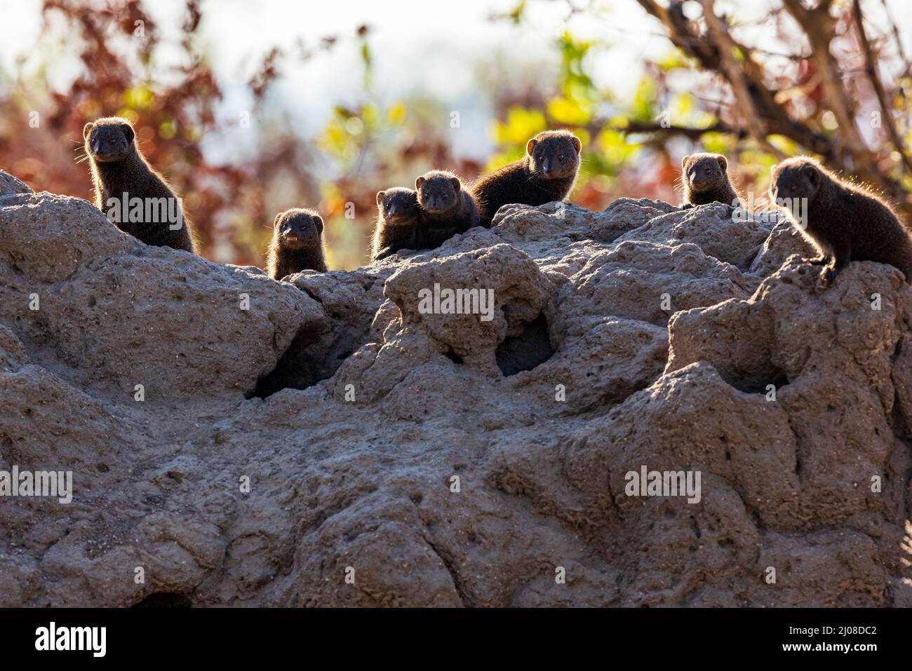 Pack of mongooses in the Kruger National Park, South Africa Stock Photo ...
