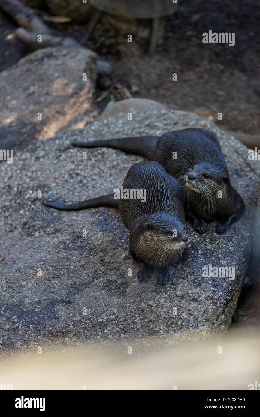 Otters cuddling hi-res stock photography and images - Alamy