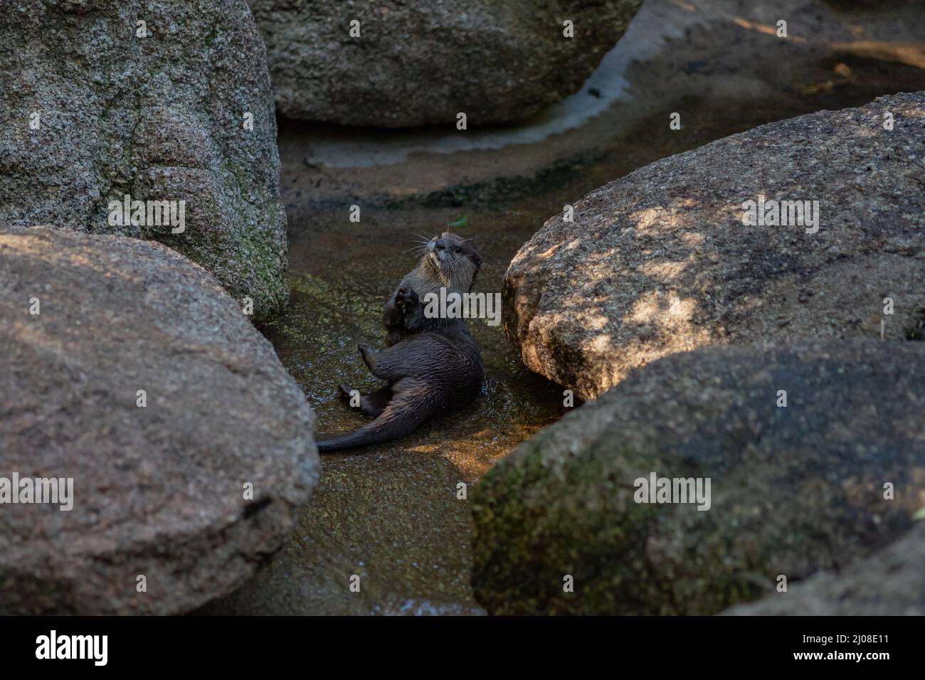 Otter rolling in the water stream between the rocks Stock Photo - Alamy