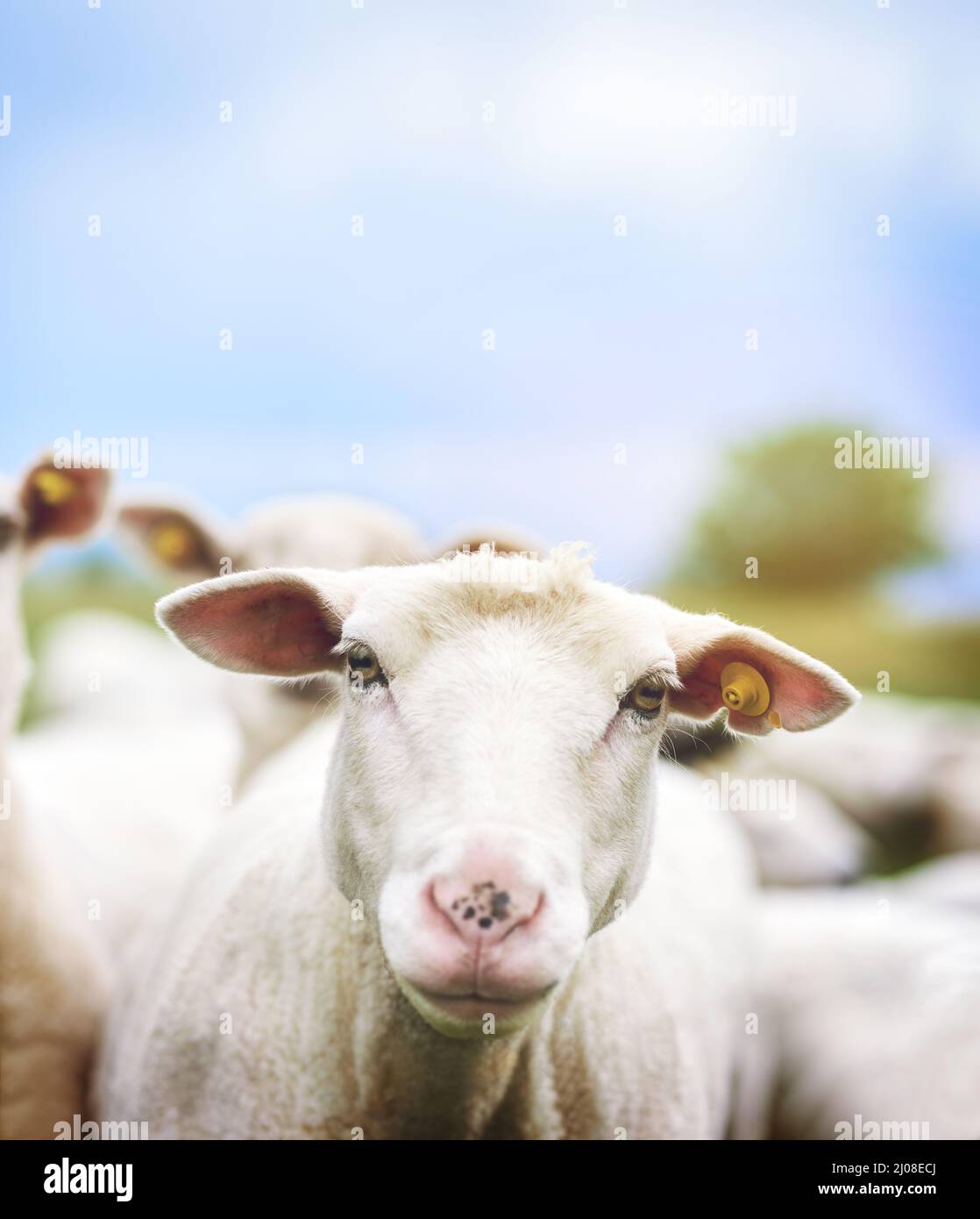 Its a sheeps life. Cropped shot of sheep on a farm Stock Photo - Alamy
