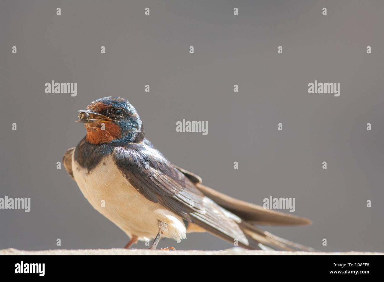 Barn swallow (Hirundo rustica) with insect prey, old farmhouse, Skomer ...