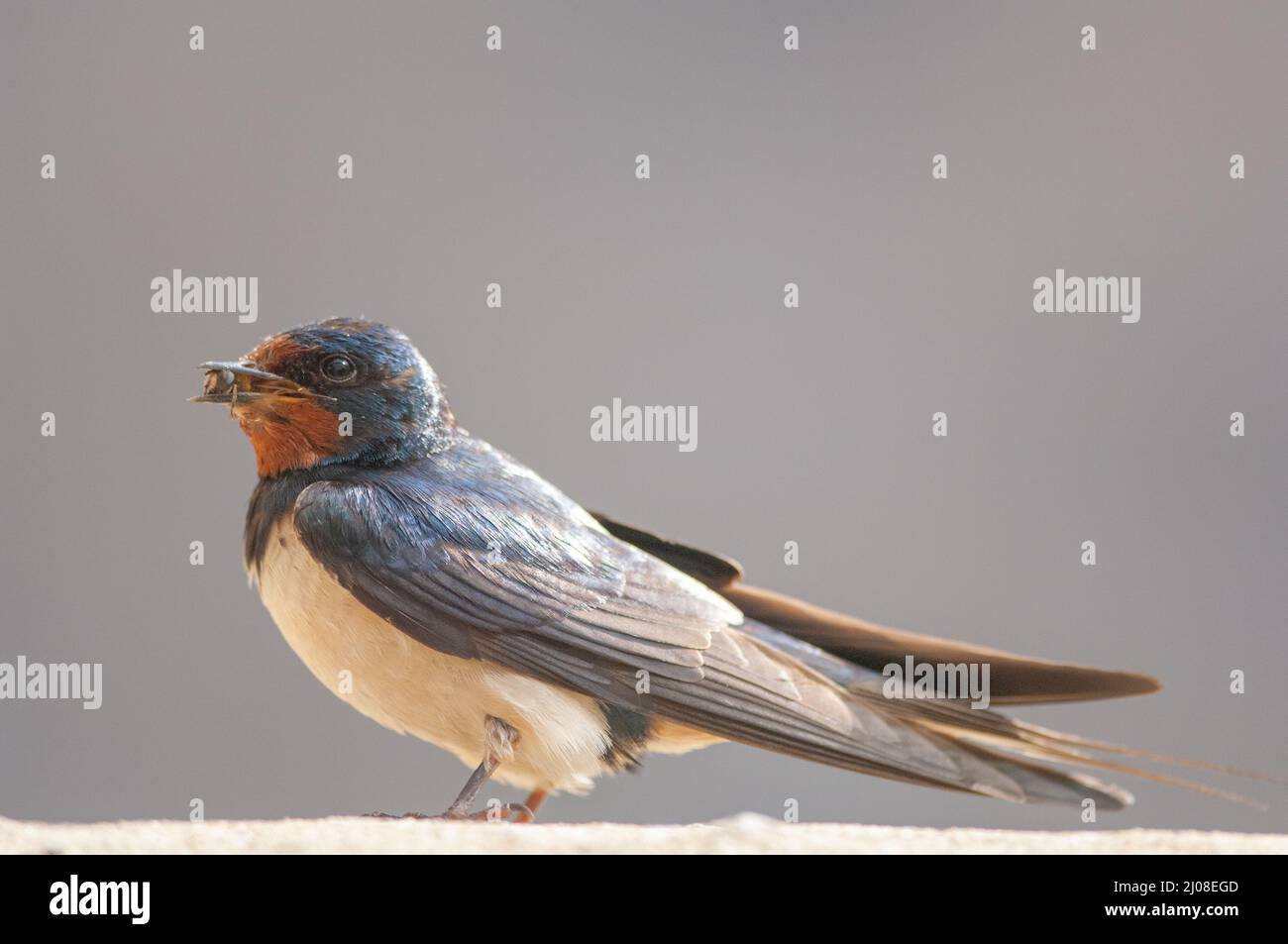 Barn swallow (Hirundo rustica) with insect prey, old farmhouse, Skomer ...