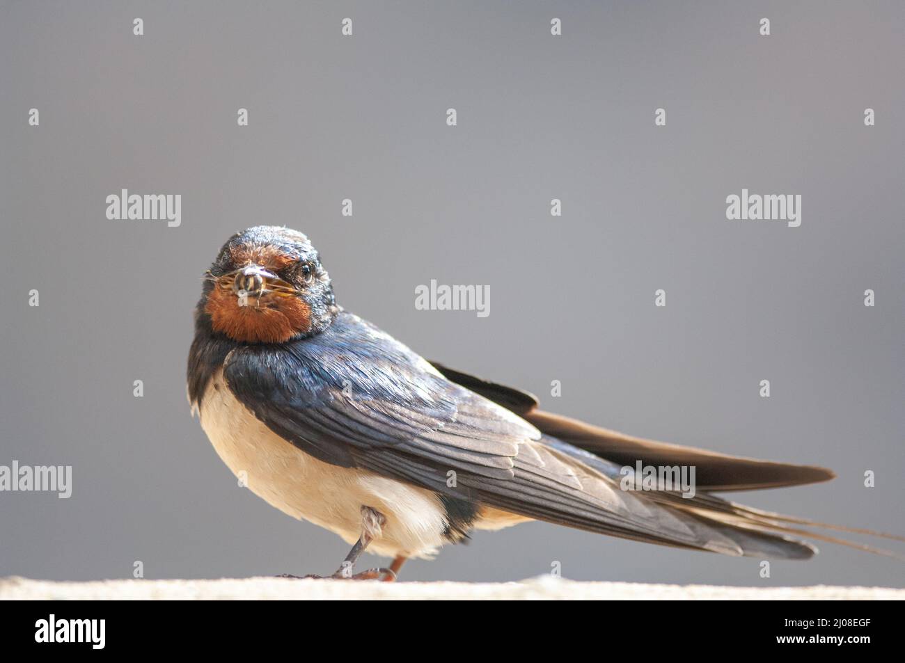 Barn swallow (Hirundo rustica) with insect prey, old farmhouse, Skomer ...