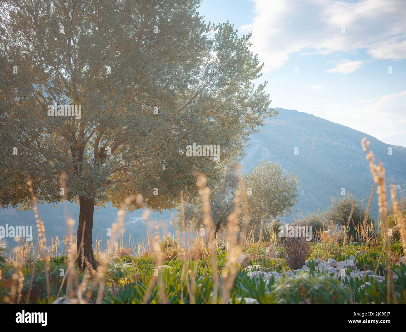 walk in olive grove, Harvest ready to produce extra virgin olive oil ...