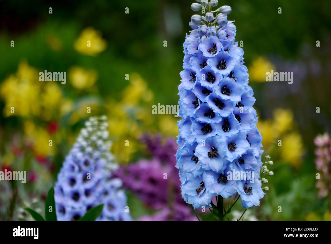 Tall Spiky Blue Delphinium Elatum 'Sweethearts' (Candle Larkspur ...