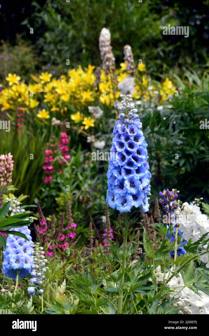 Blue spiky flowers hi-res stock photography and images - Alamy