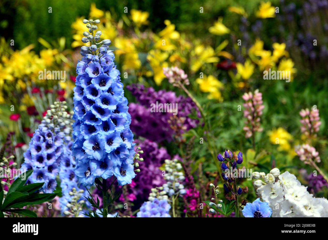 Blue spiky flowers hi-res stock photography and images - Alamy