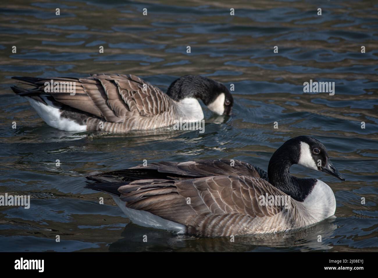 Geese swimming in formation hi-res stock photography and images - Alamy