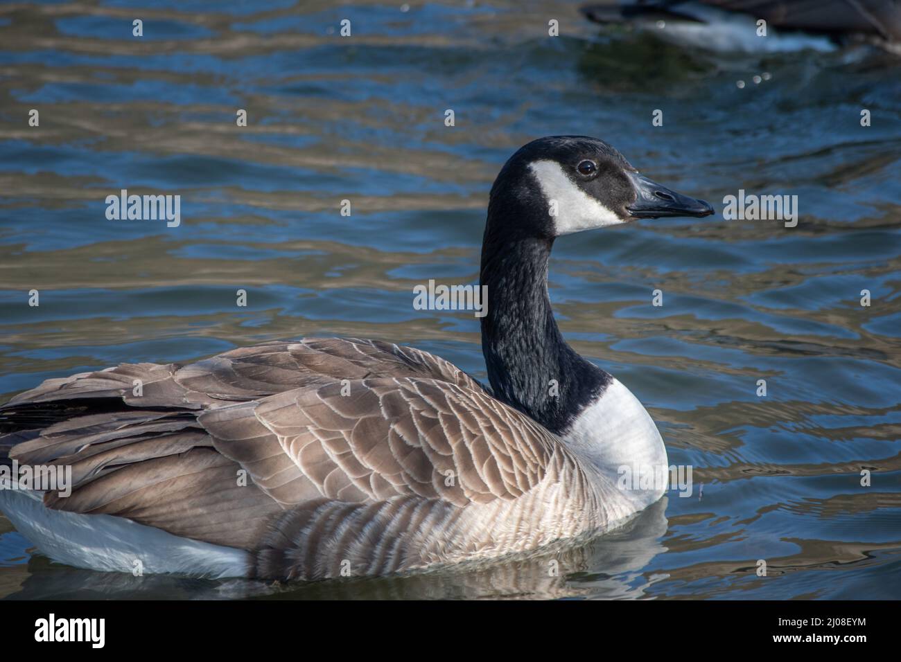 Canada gees hi-res stock photography and images - Alamy