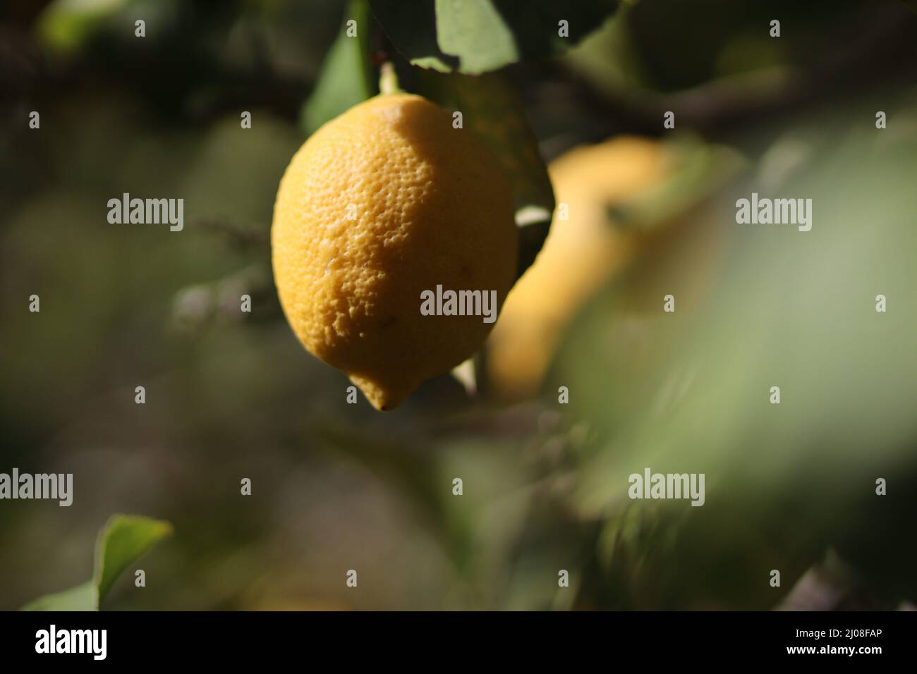 Closeup of a ripe lemon on a lemon tree Stock Photo - Alamy