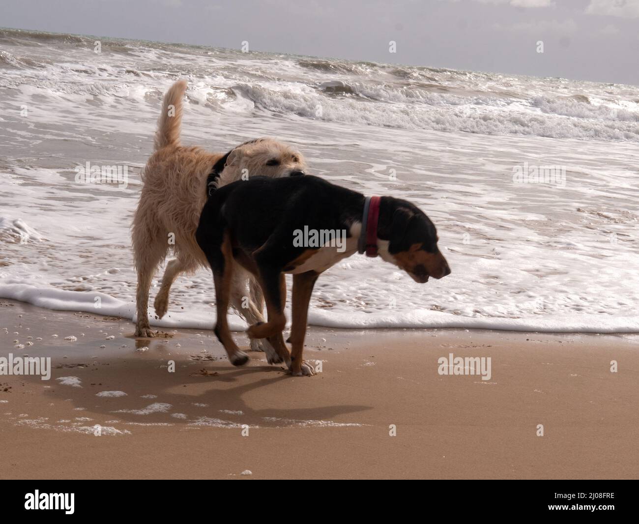 Wild dogs playing on beach hi-res stock photography and images - Alamy