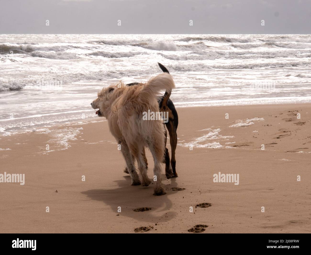 Pair of adorable dogs playing on a seashore Stock Photo - Alamy