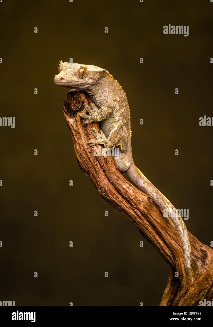 A Crested Gecko (Correlophus ciliatus) also known as the Eyelash Gecko ...