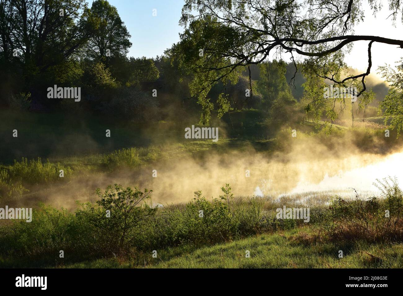 Mist floating near a sunny lake in a forest Stock Photo - Alamy