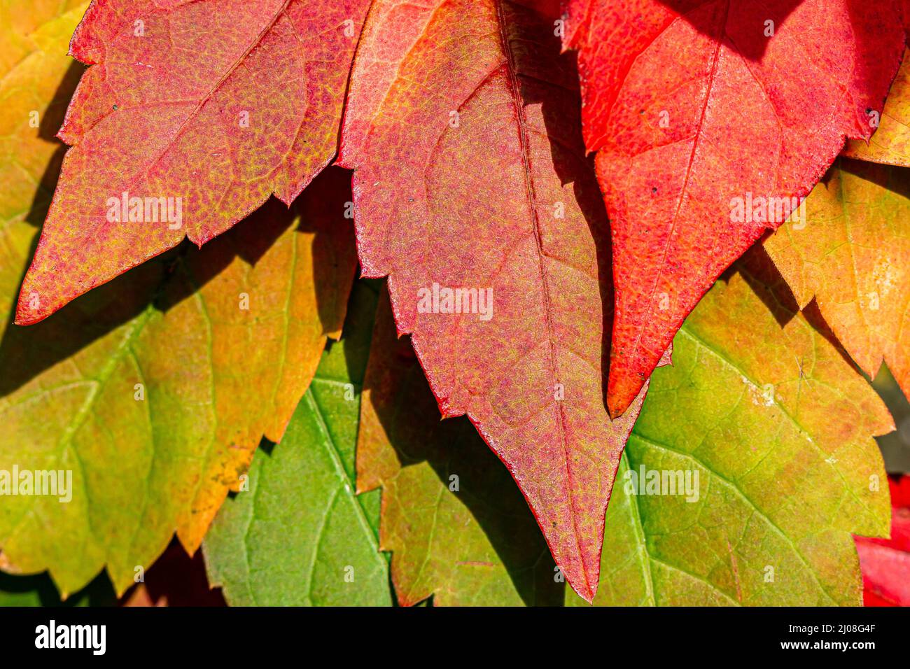 Layered leaves background uk hi-res stock photography and images - Alamy