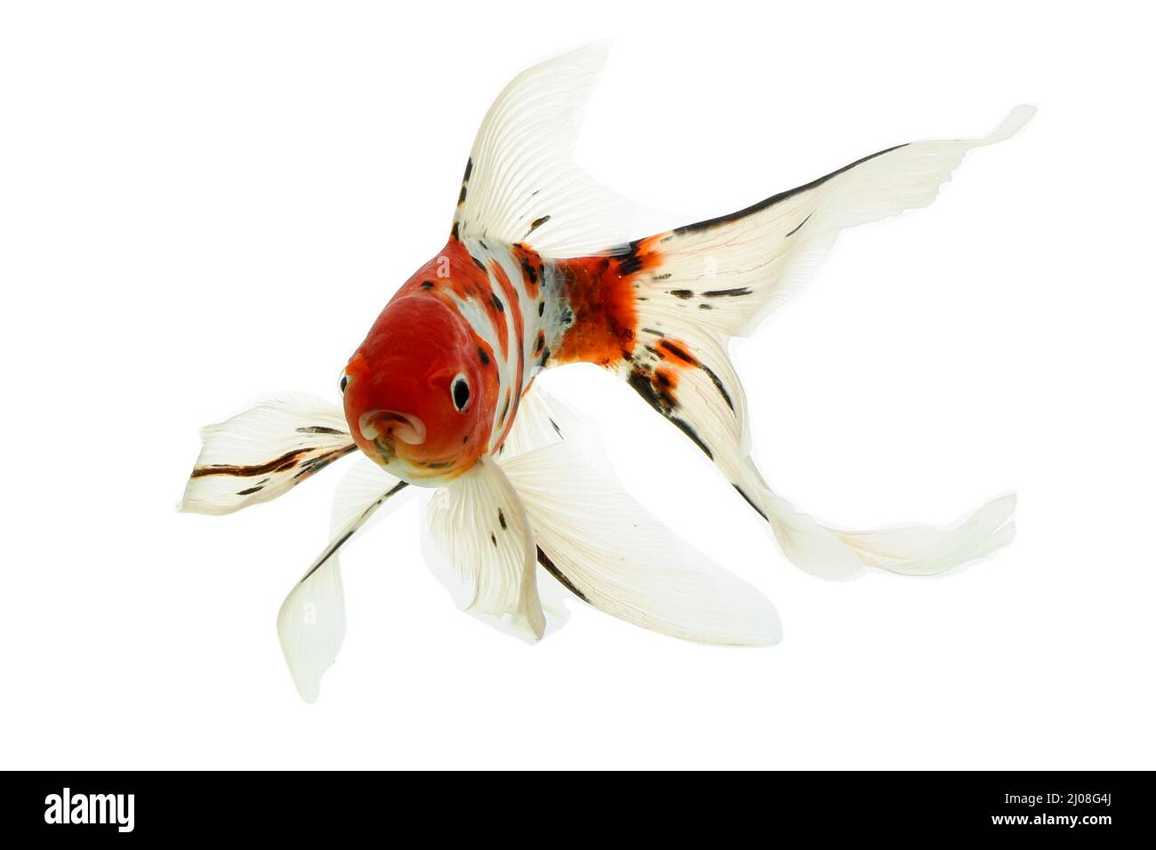 Japan fancy carp koi Cut Out Stock Images & Pictures - Alamy