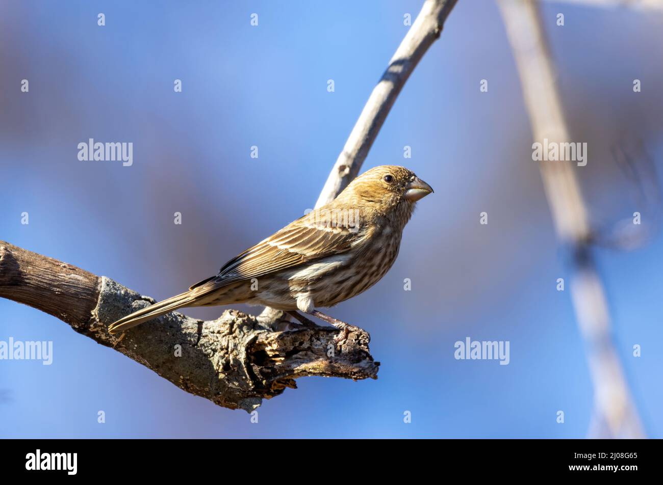 Female House Finch on branch, USA Stock Photo - Alamy
