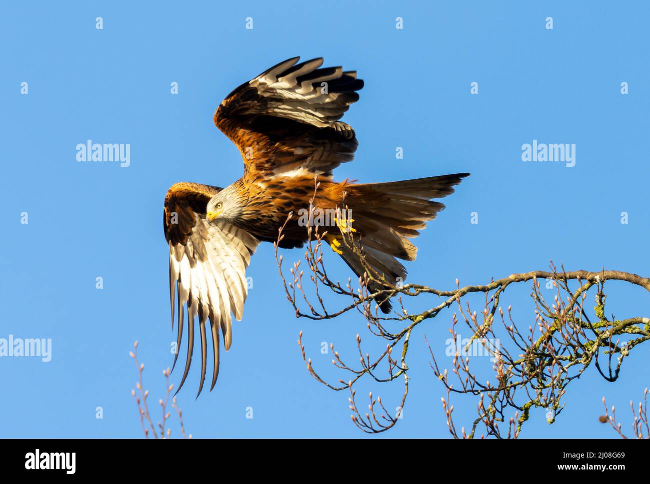 Kite taking off from tree top hi-res stock photography and images - Alamy
