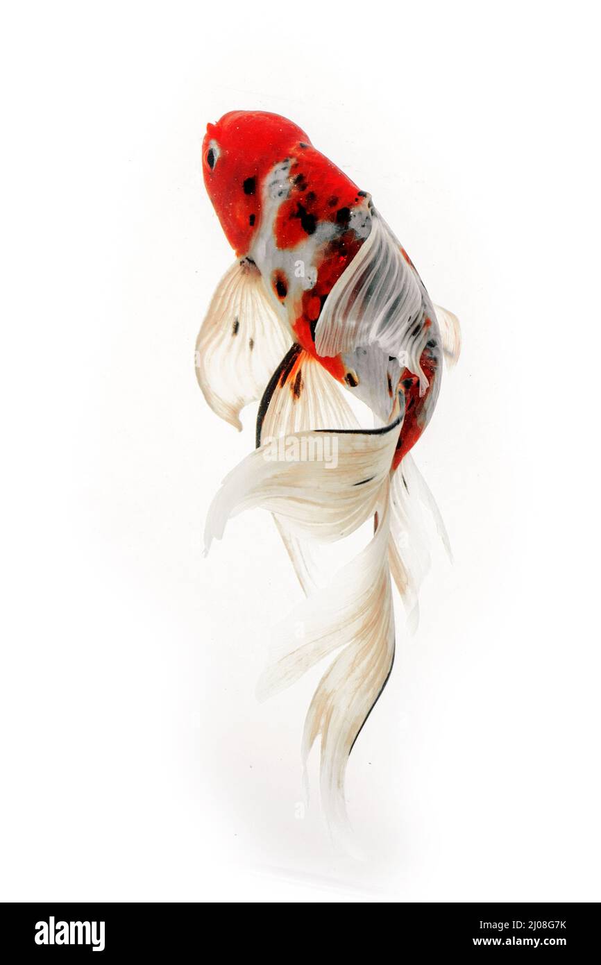 Underwater fishing japan Cut Out Stock Images & Pictures - Alamy