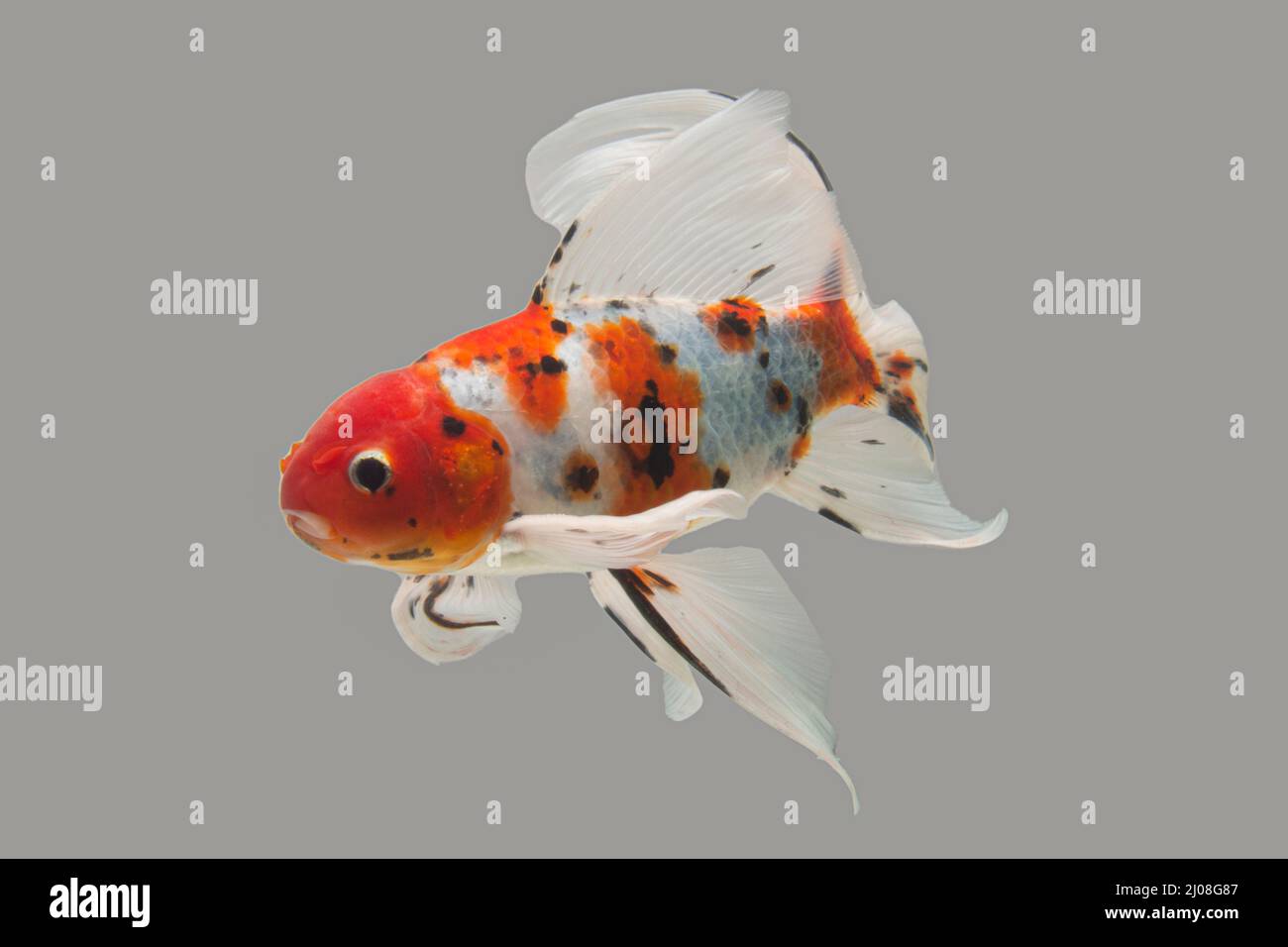 Koi fish tank hi-res stock photography and images - Alamy