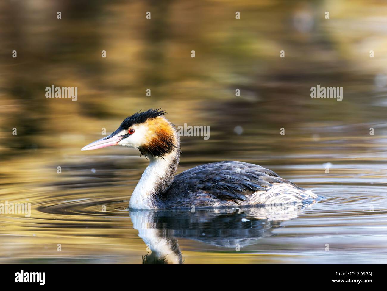 Great Crested Grebe Stock Photo - Alamy