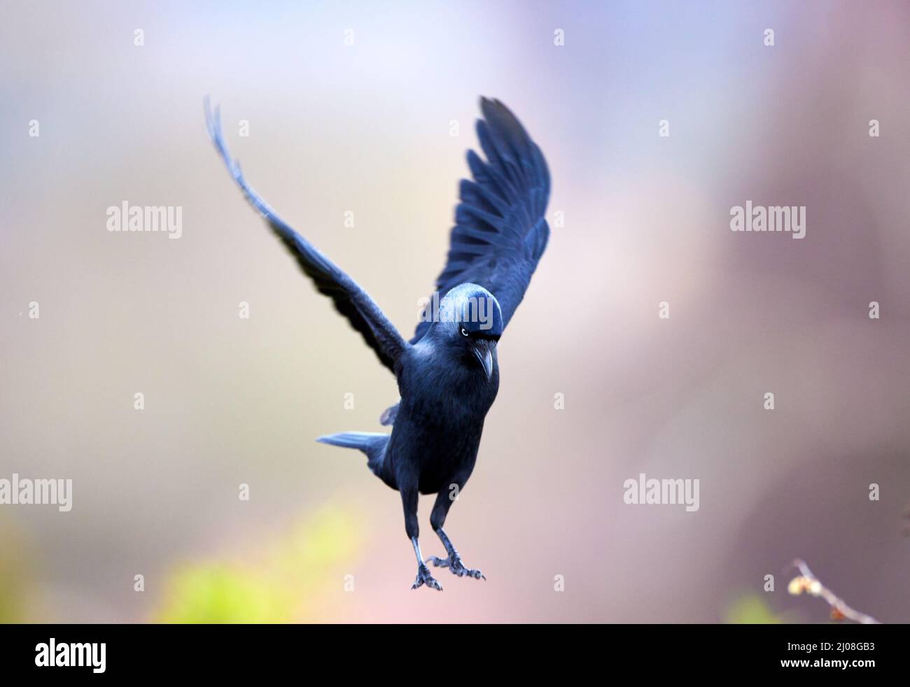 Jackdaw in flight uk hi-res stock photography and images - Alamy