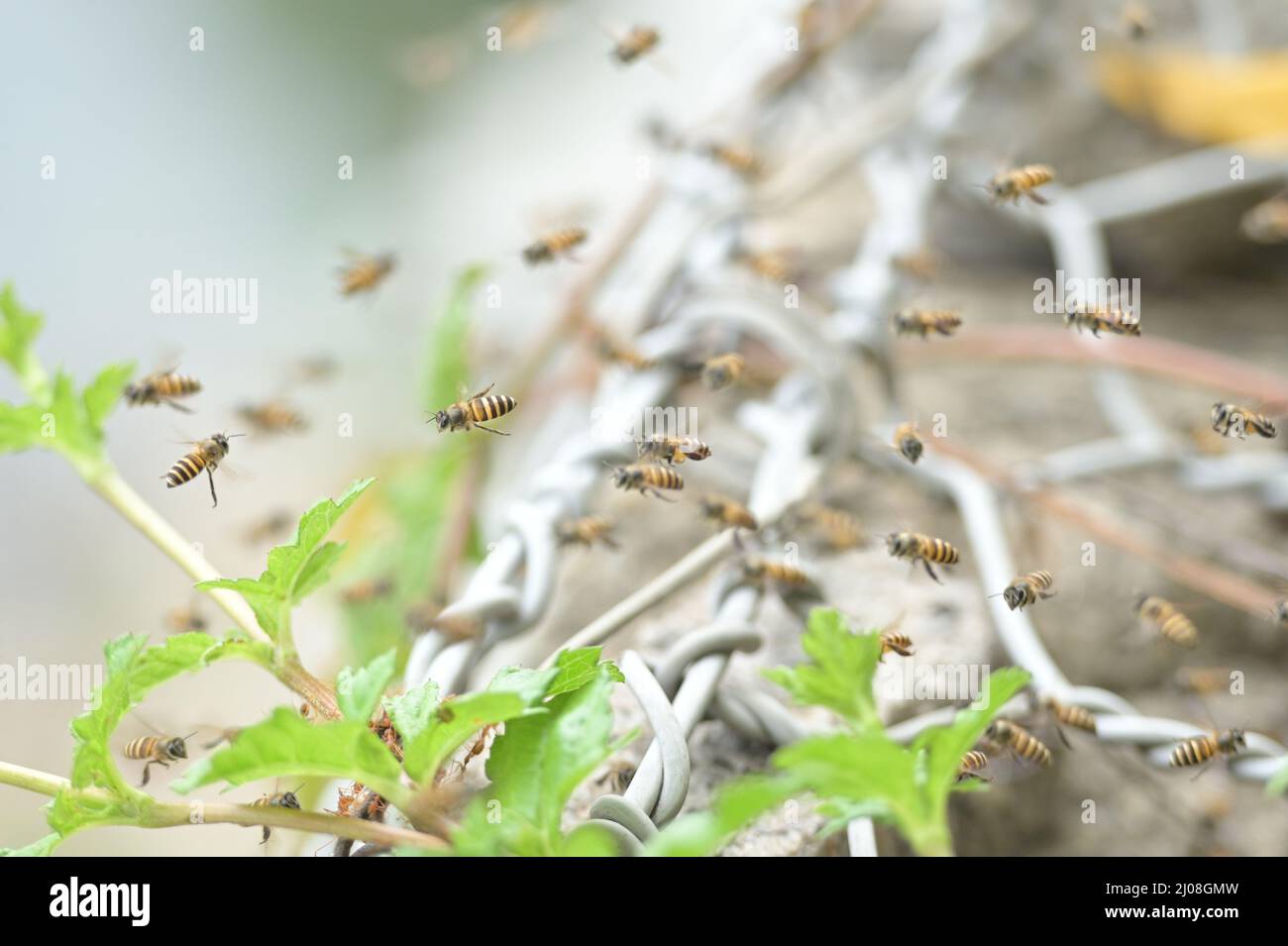 Selective focus of a colony of bees flying over a wired fence and green leaves Stock Photo - Alamy